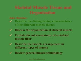 Skeletal Muscle Tissue And Organization | PPT