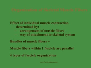 Skeletal Muscle Tissue And Organization | PPT
