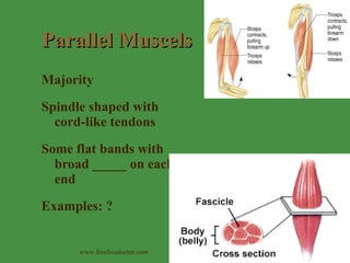 Skeletal Muscle Tissue And Organization | PPT