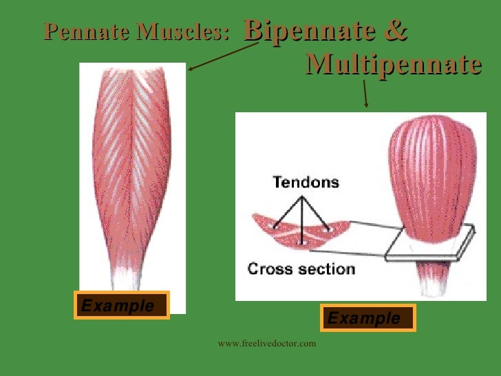 Skeletal Muscle Tissue And Organization