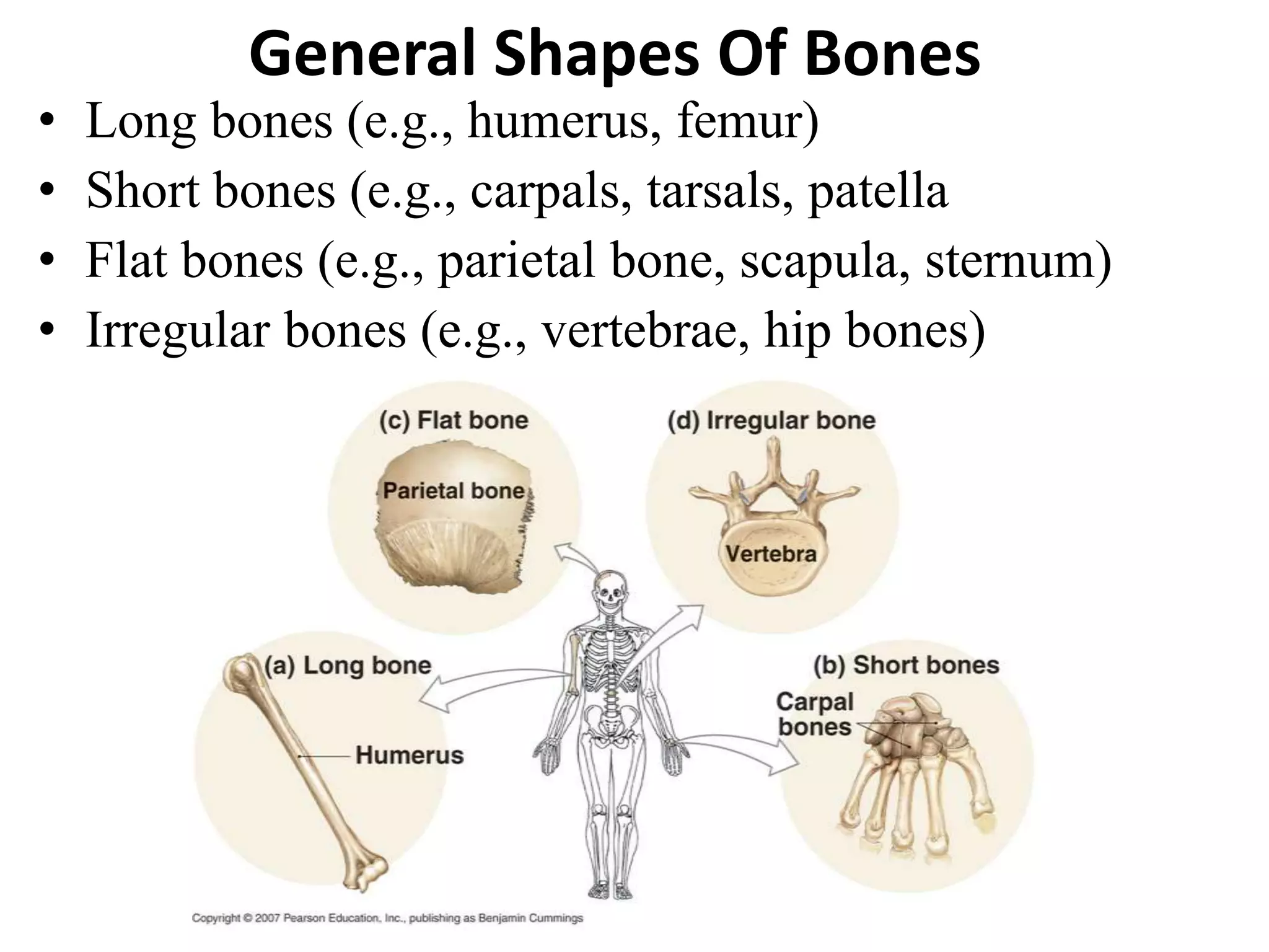 Skeletal System | PPT