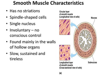 Skeletal System | PPTX