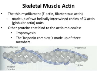 Skeletal System | PPT