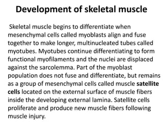 Skeletal System | PPTX