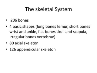 Skeletal System | PPTX