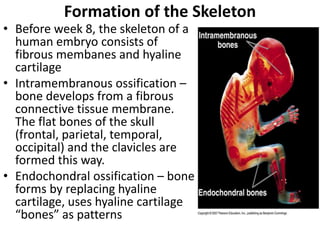 Skeletal System | PPT