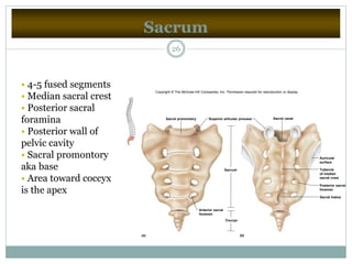 Skeletal organization | PPTX
