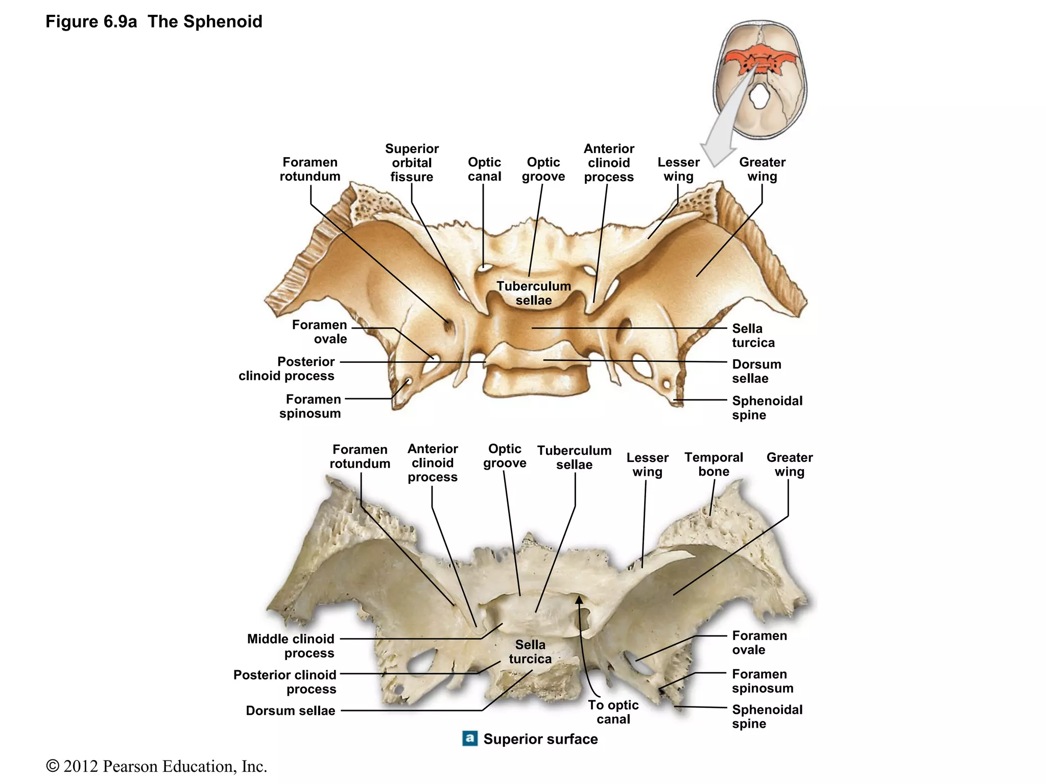 Skeletal S_Axial Division.pdf