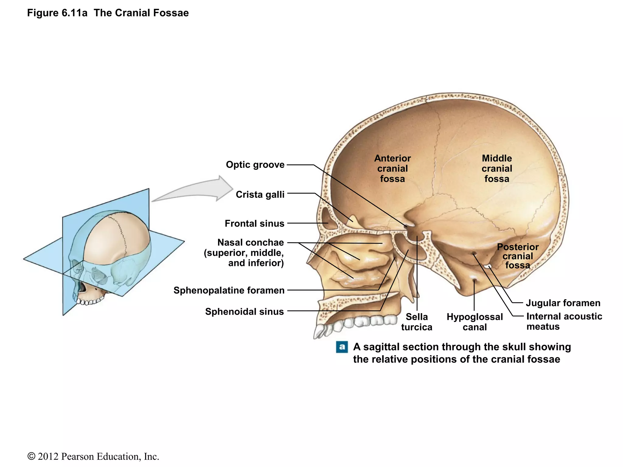Skeletal S_Axial Division.pdf