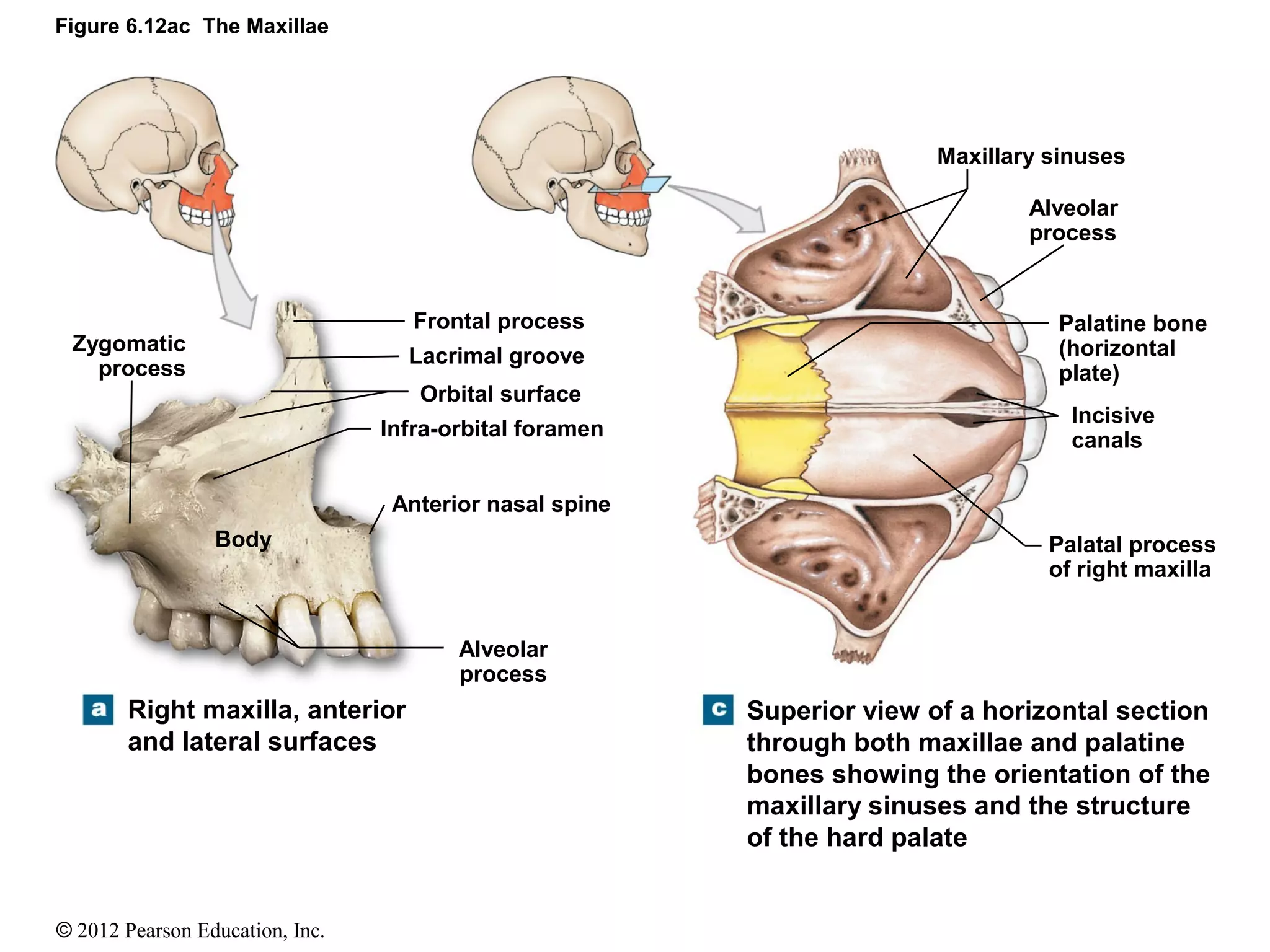 Skeletal S_Axial Division.pdf