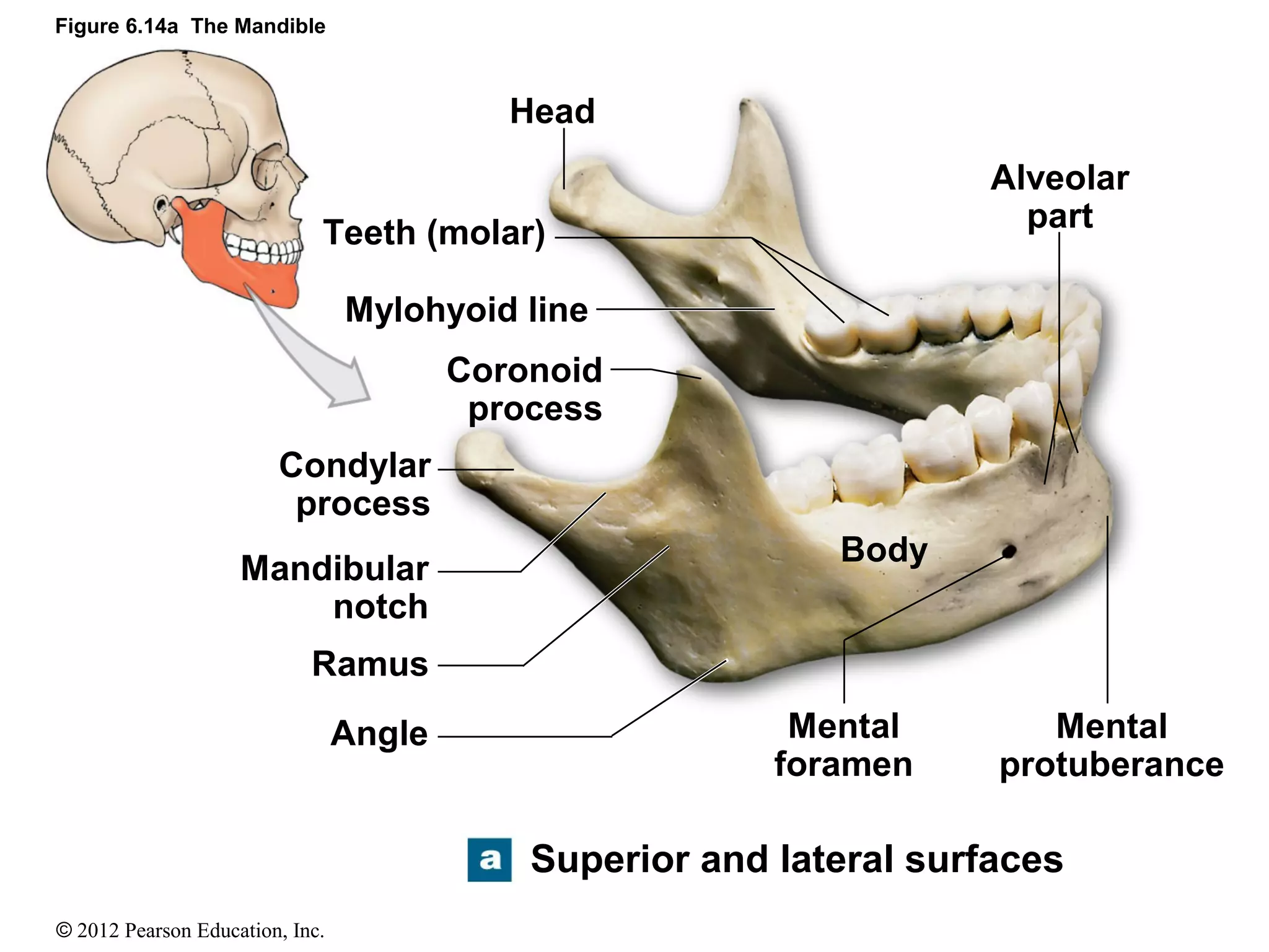 Skeletal S_Axial Division.pdf