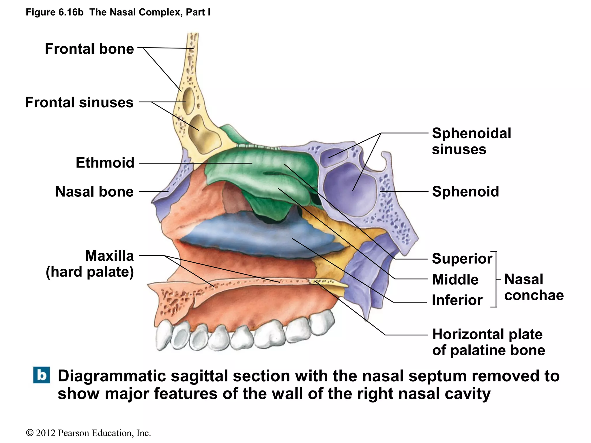 Skeletal S_Axial Division.pdf