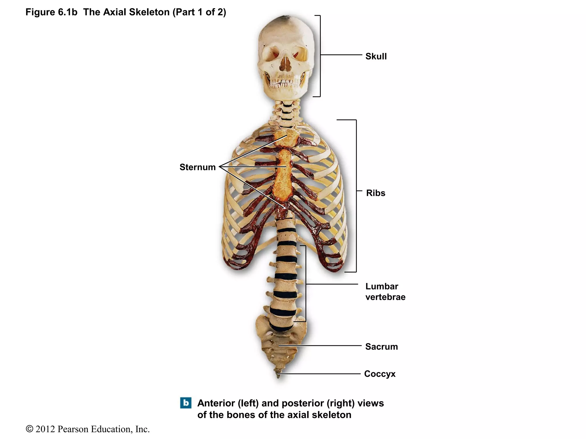 Skeletal S_Axial Division.pdf