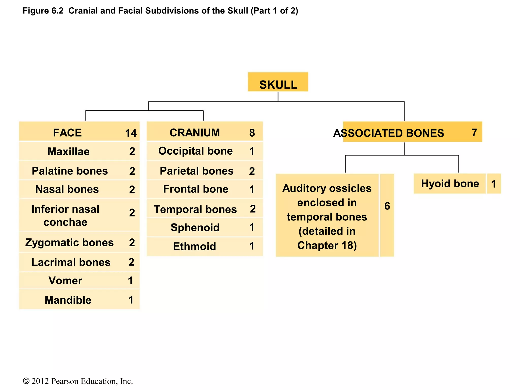 Skeletal S_Axial Division.pdf