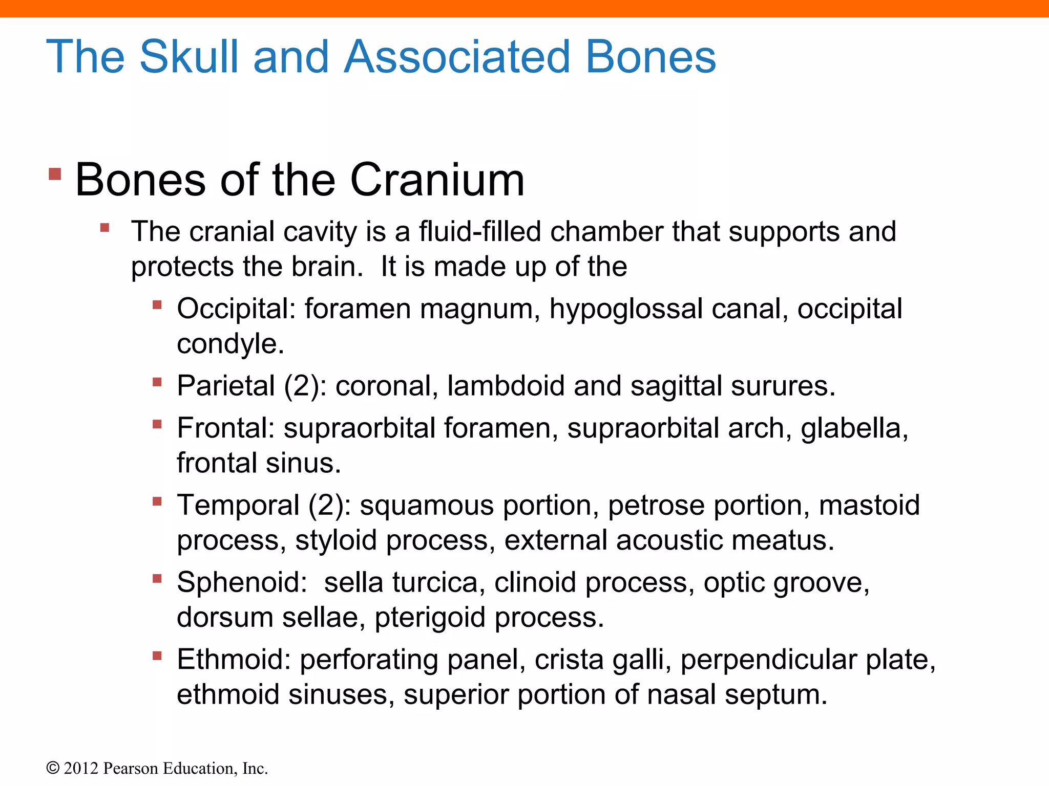 Skeletal S_Axial Division.pdf