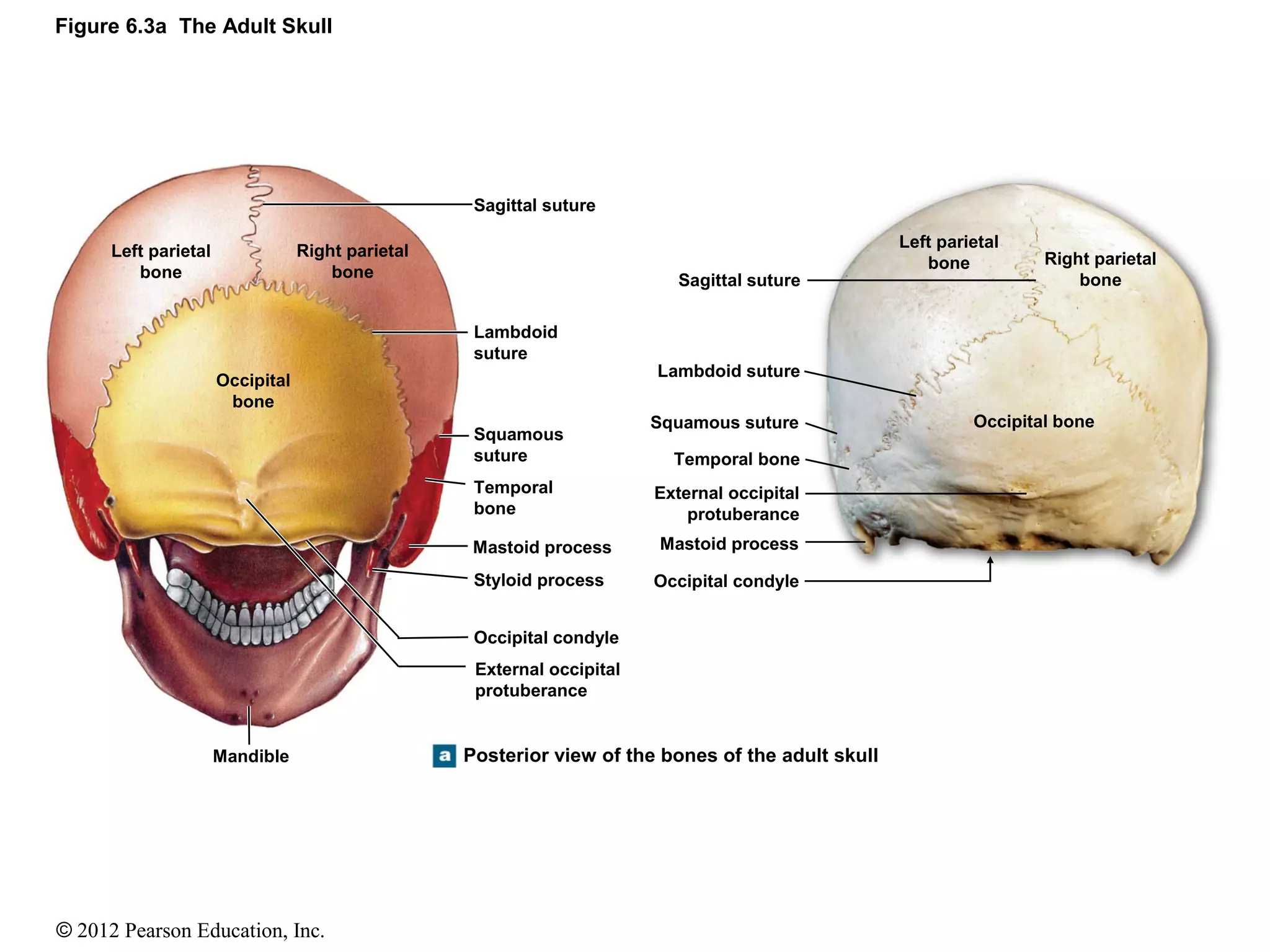 Skeletal S_Axial Division.pdf