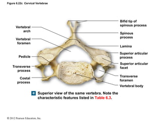 Skeletal S_Axial Division.pdf