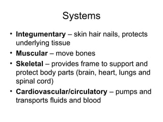 Skeletal, skin, muscle. nervous ppt | PPT | Bone and Joint Conditions ...