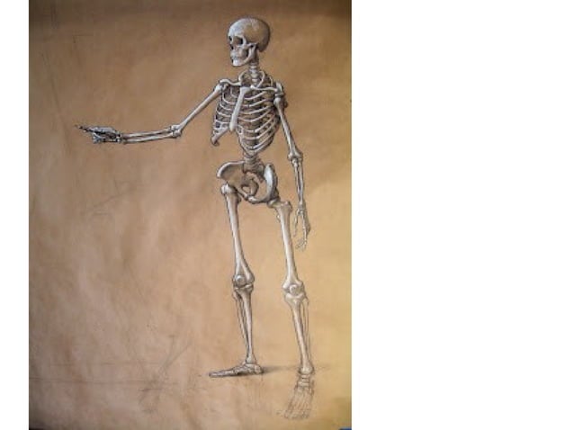 Skeletal structure | PPT