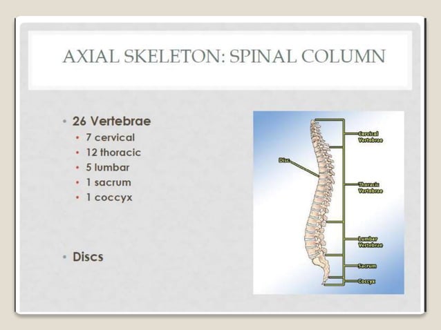 Skeletal ststem dcp 1 | PPT