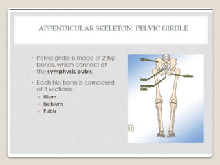 Skeletal ststem dcp 1 | PPT