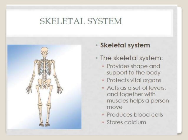 Skeletal ststem dcp 1 | PPT