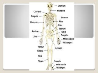 Skeletal ststem dcp 1 | PPT