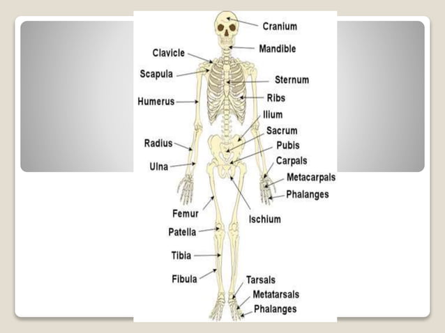 Skeletal ststem dcp 1 | PPTX