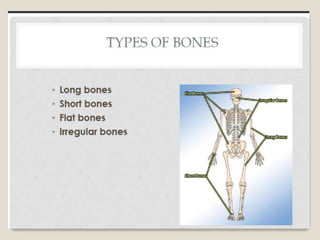 Skeletal ststem dcp 1 | PPT