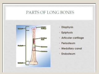 Skeletal ststem dcp 1 | PPT