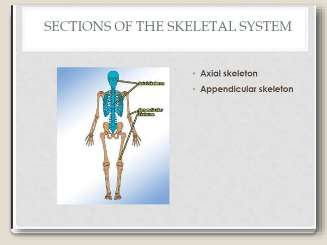Skeletal ststem dcp 1 | PPT