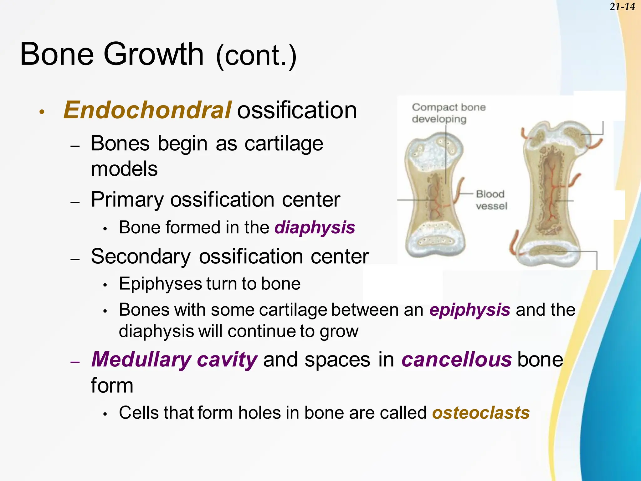 Skeletal System - Human Anatomy (Bone structure) | PDF