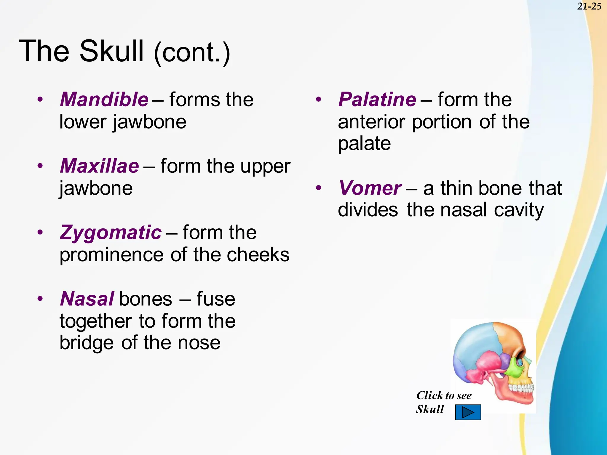 Skeletal System - Human Anatomy (Bone structure) | PDF
