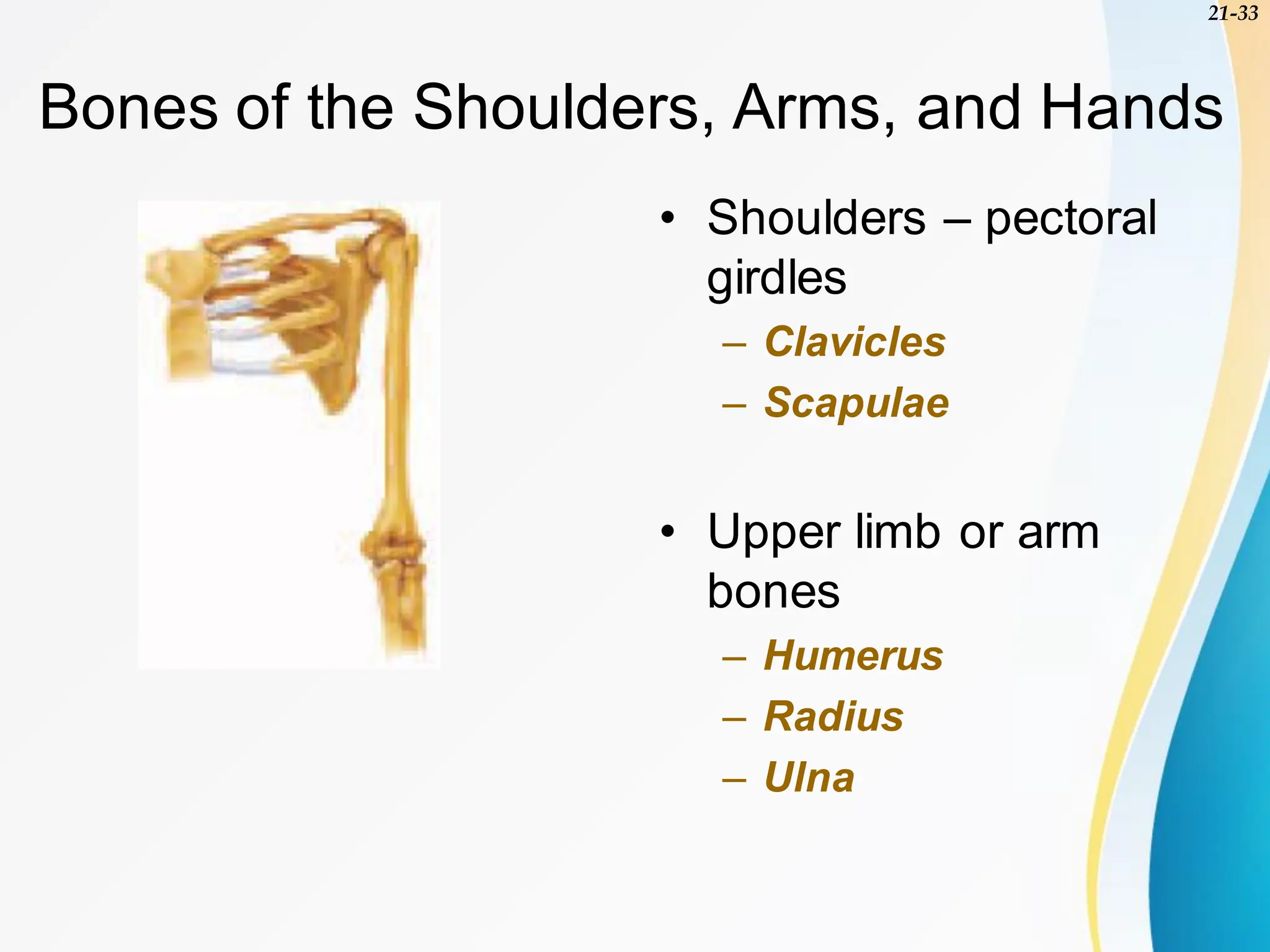 Skeletal System - Human Anatomy (Bone structure) | PDF