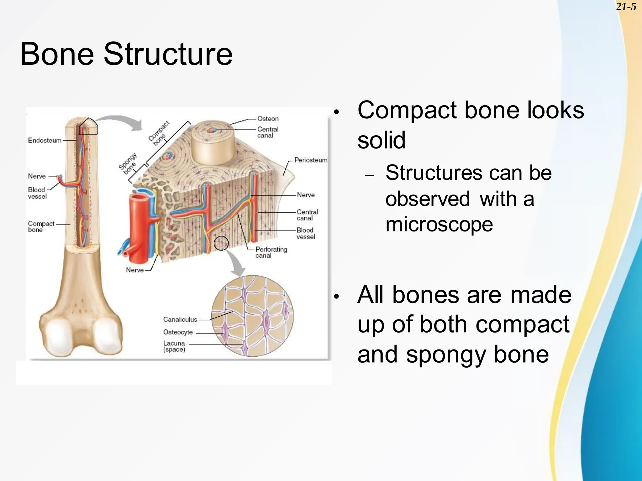 Skeletal System - Human Anatomy (Bone structure) | PDF