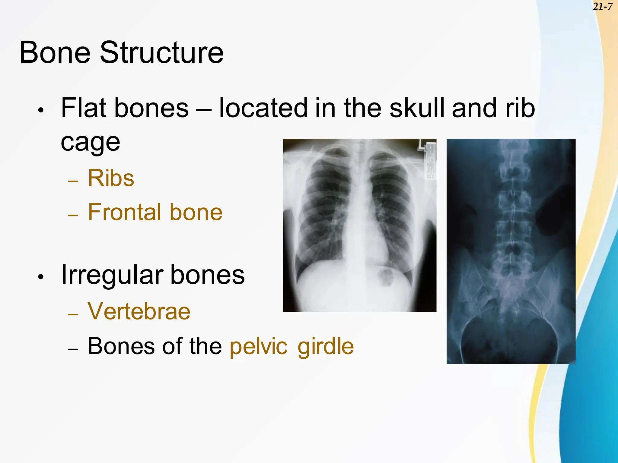 Skeletal System - Human Anatomy (Bone structure) | PDF