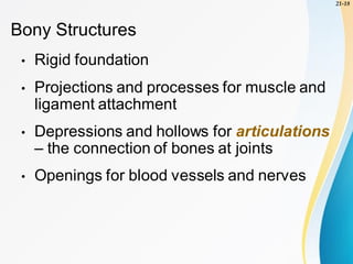Skeletal System - Human Anatomy (Bone structure) | PDF