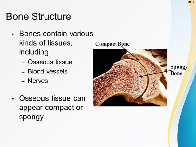 Skeletal System - Human Anatomy (Bone structure) | PDF