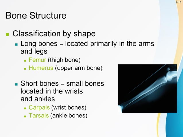 Skeletal System - Human Anatomy (Bone structure) | PDF