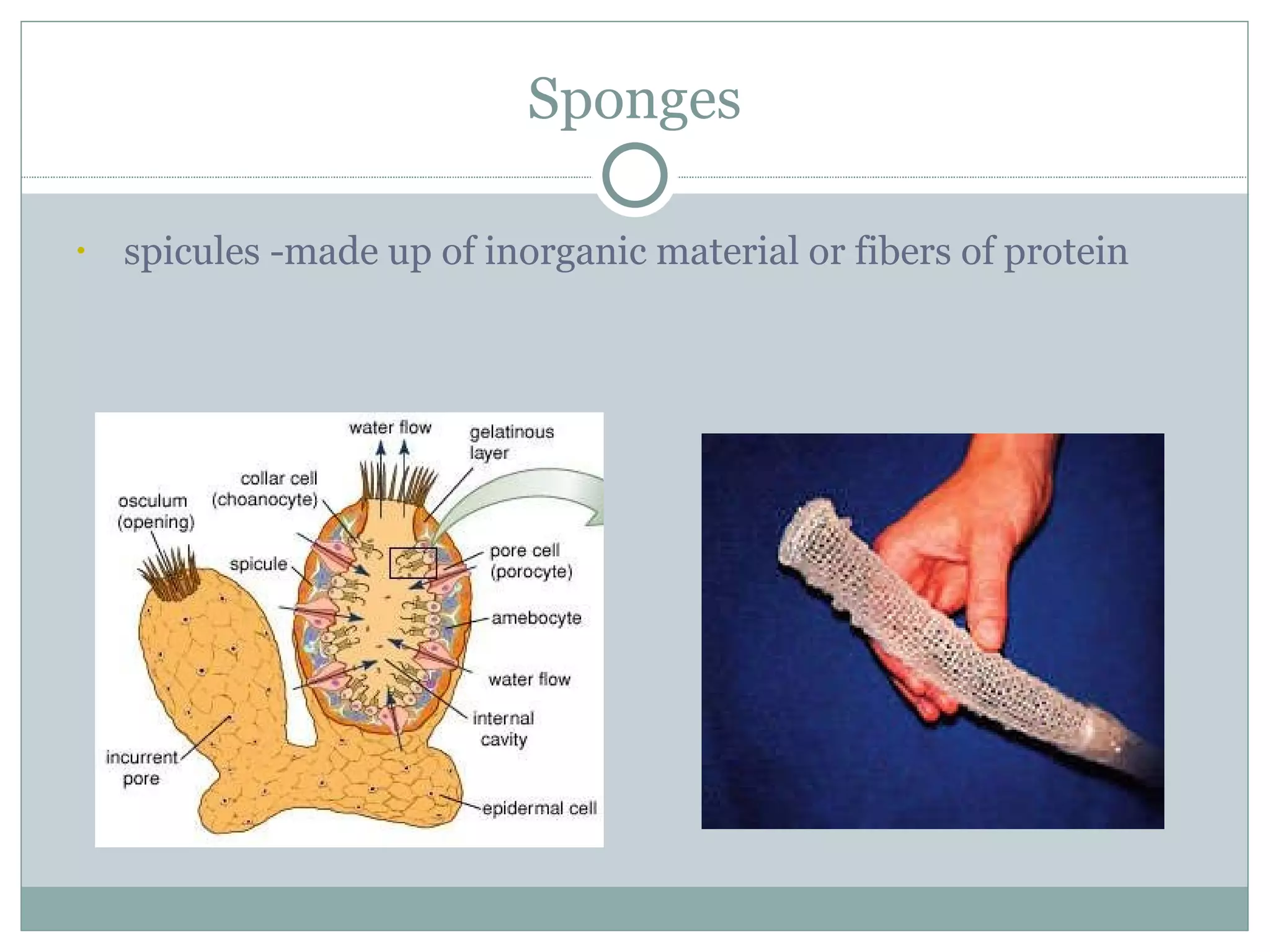 Skeletal System | PPT