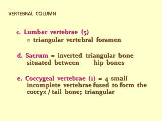 SKELETAL SYSTEM-1.ppt
