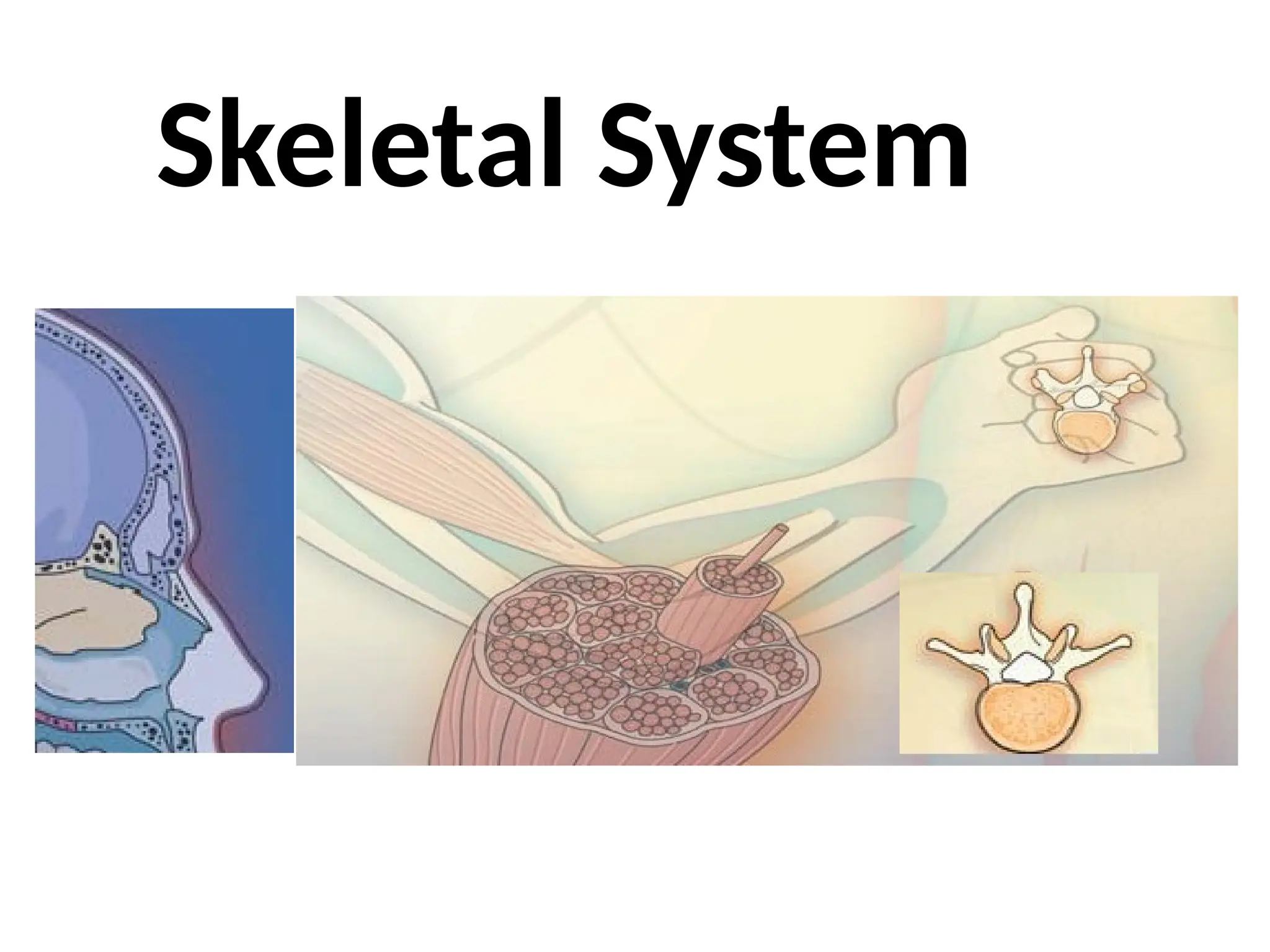 Skeletal System, types of joints -1.pptx