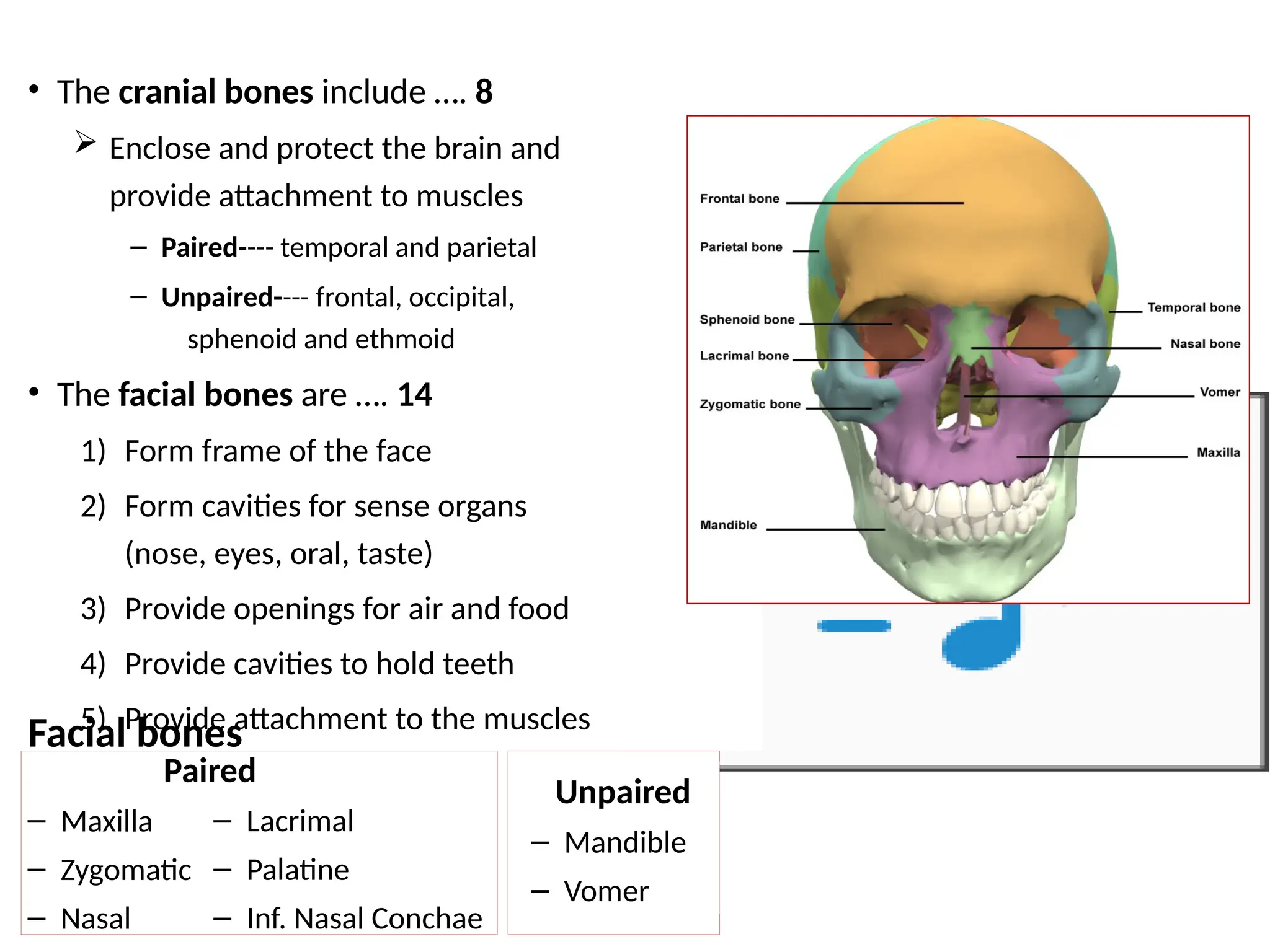 Skeletal System, types of joints -1.pptx