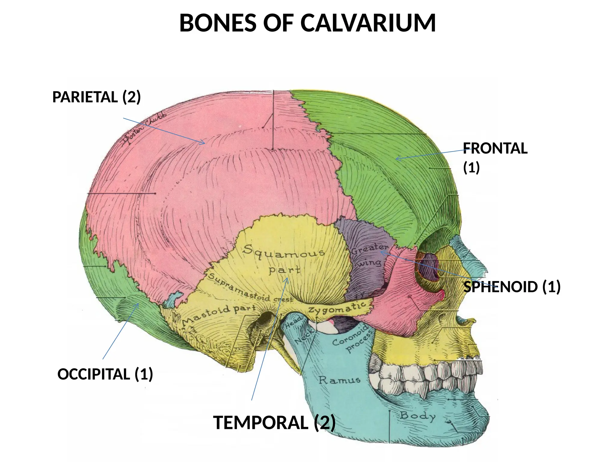 Skeletal System, types of joints -1.pptx