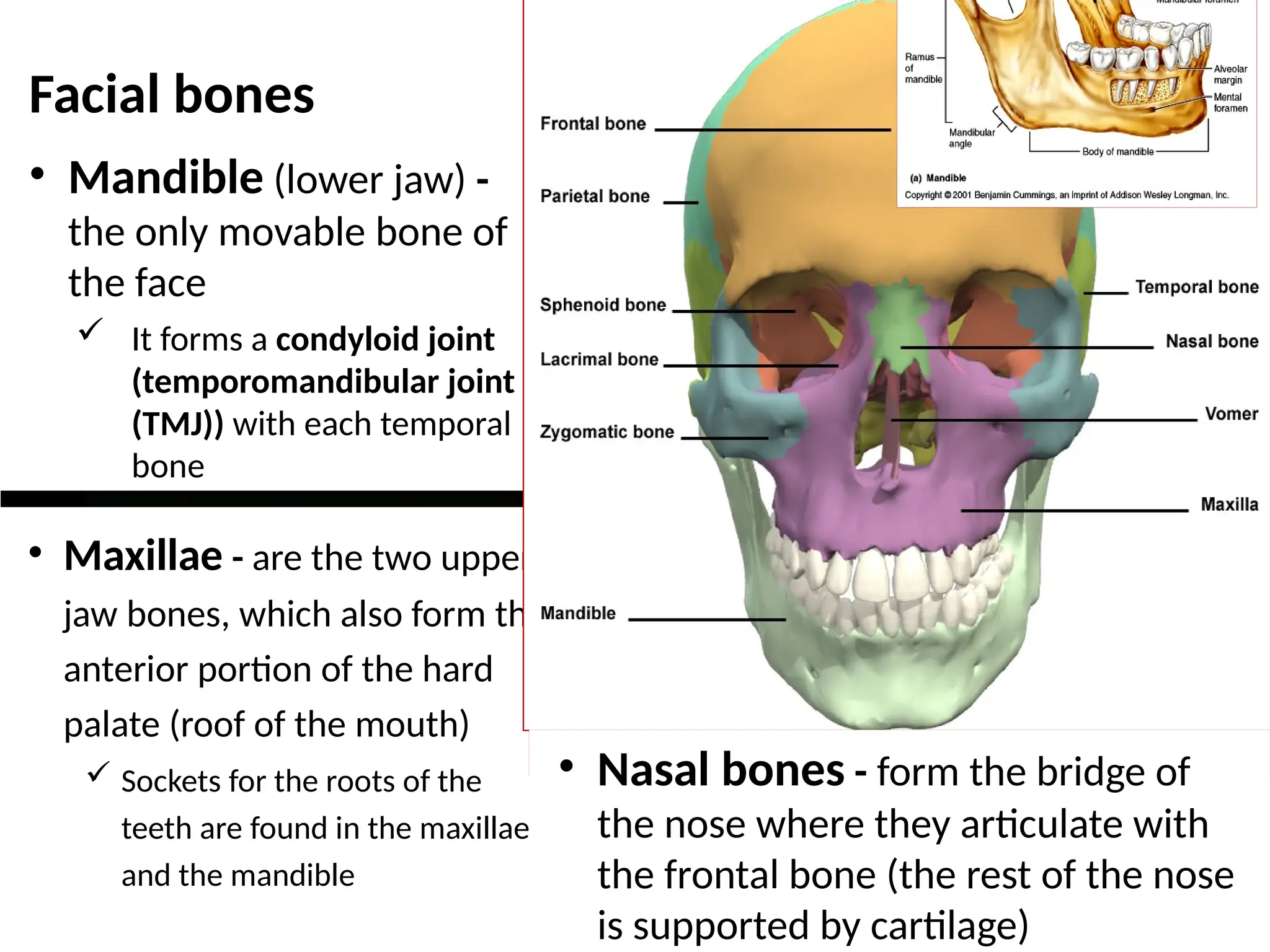 Skeletal System, types of joints -1.pptx