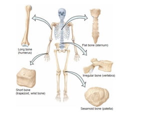 Skeletal System, types of joints -1.pptx