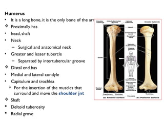 Skeletal System, types of joints -1.pptx