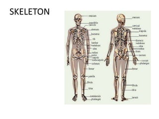 Bones and Joints | PPTX