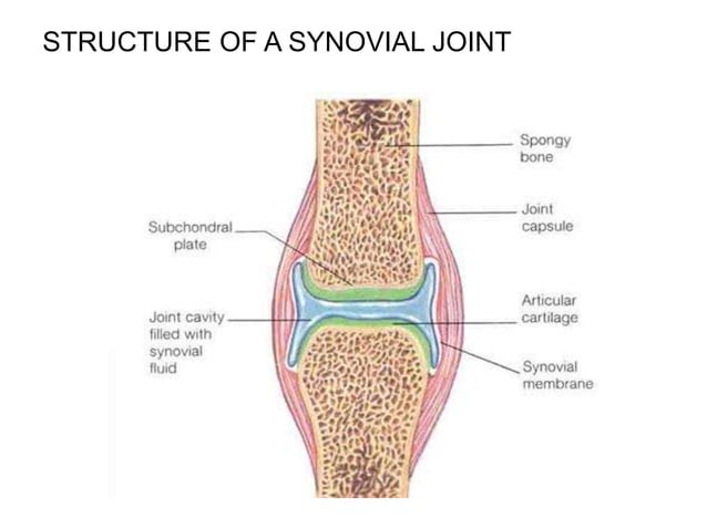 Bones and Joints | PPTX