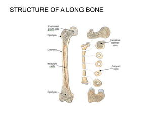 Bones and Joints | PPTX